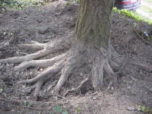 Air Spade, a Great Tool For The Care Of Tree Roots | Cape Cod Tree Service