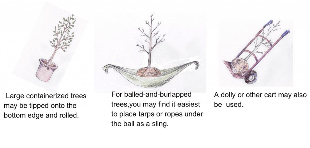 12 Steps to Planting Healthy Trees | Cape Cod Tree Service