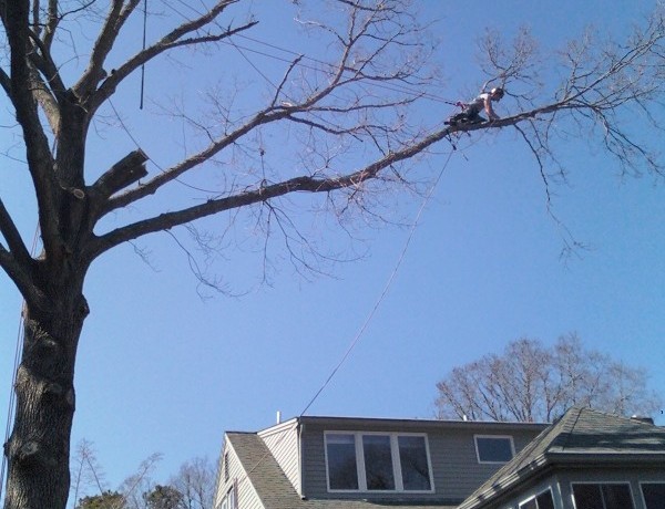 tree cutting over house, difficult tree removal job | Cape Cod Tree Service