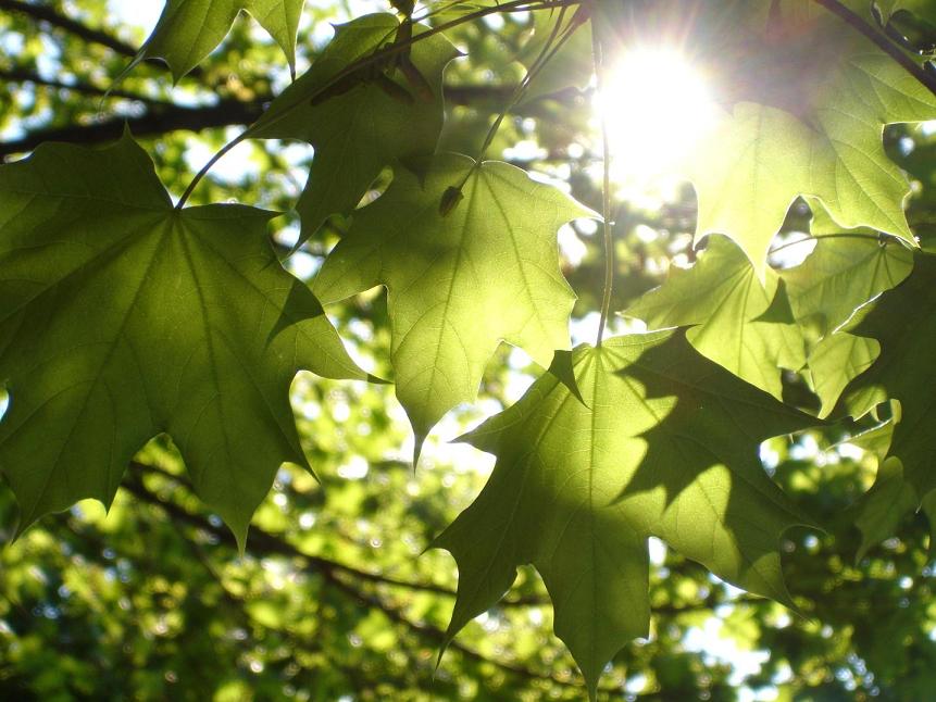 Sun & Leaves Main Background | Cape Cod Tree Service