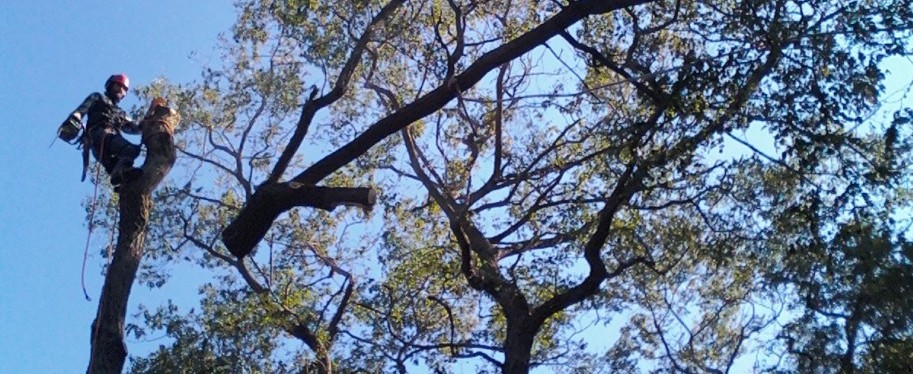 Cape Cod Tree Service - Professional tree service for Cape Cod and the ...