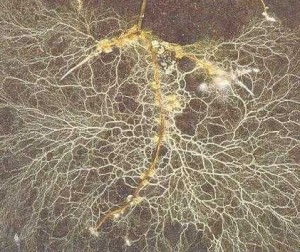 Soil Management and Tree Fertilizing | Cape Cod Tree Service