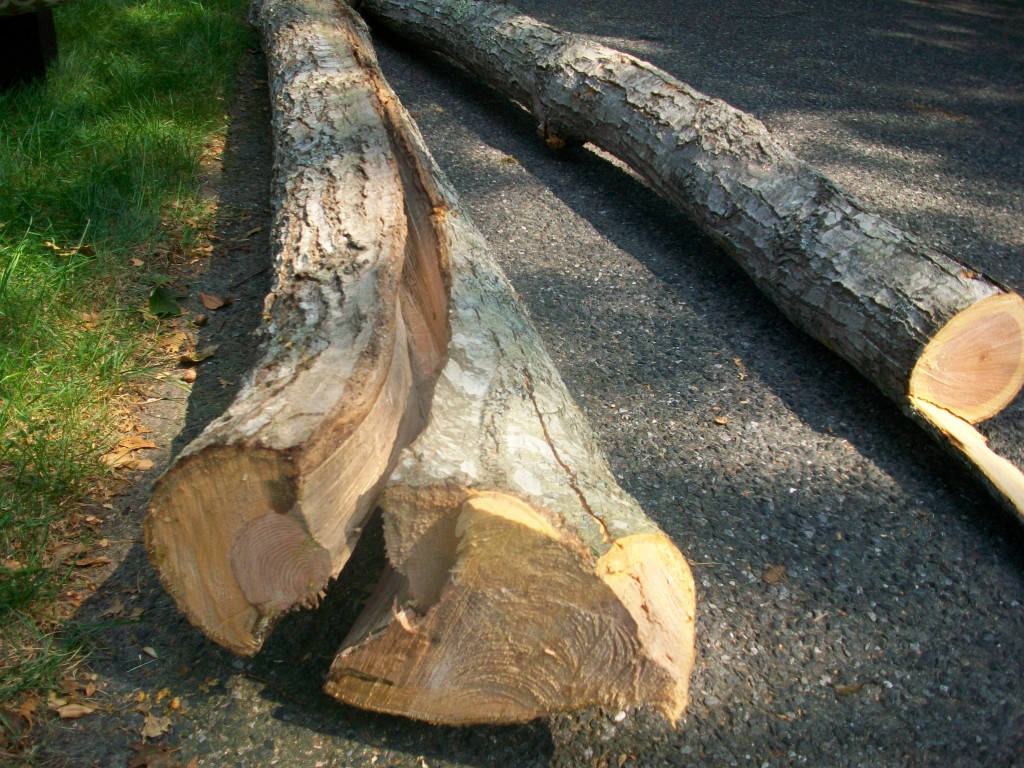 Split spar-end view | Cape Cod Tree Service