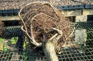 Circling roots | Cape Cod Tree Service