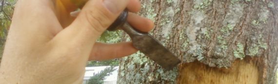 Caring For Your Trees - tree care tips